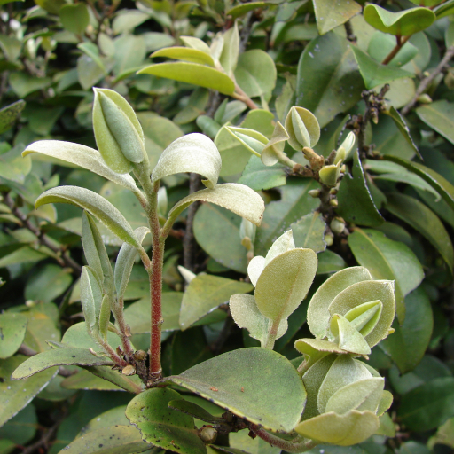 Lama (Diospyros Sandwicensis) Plant Care & How to Grow, Water