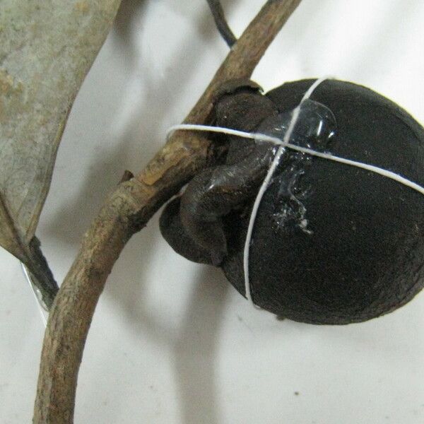 Diospyros Tetrandra Plant Care & How to Grow, Water