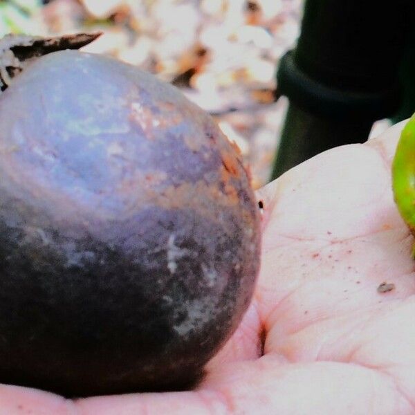 Diospyros Wallichii Plant Care & How to Grow, Water