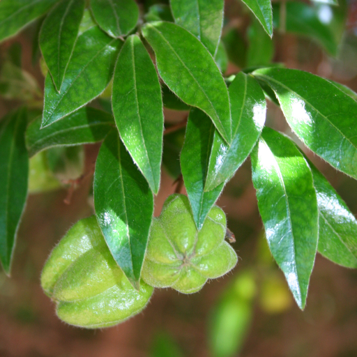 Bladder Nut (Diospyros Whyteana) Plant Care & How to Grow, Water