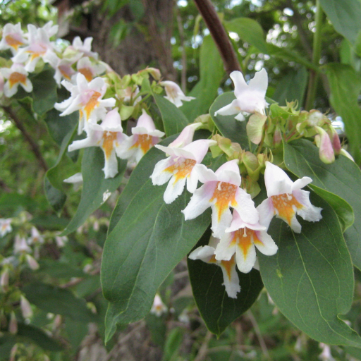 Dipelta Floribunda Plant Care & How to Grow, Water