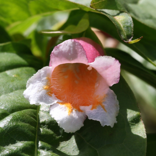 Dipelta Yunnanensis Plant Care & How to Grow, Water