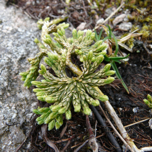 Diphasiastrum Alpinum Plant Care & How to Grow, Water