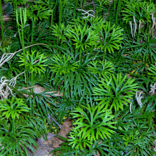 Diphasiastrum Digitatum Plant Care & How to Grow, Water