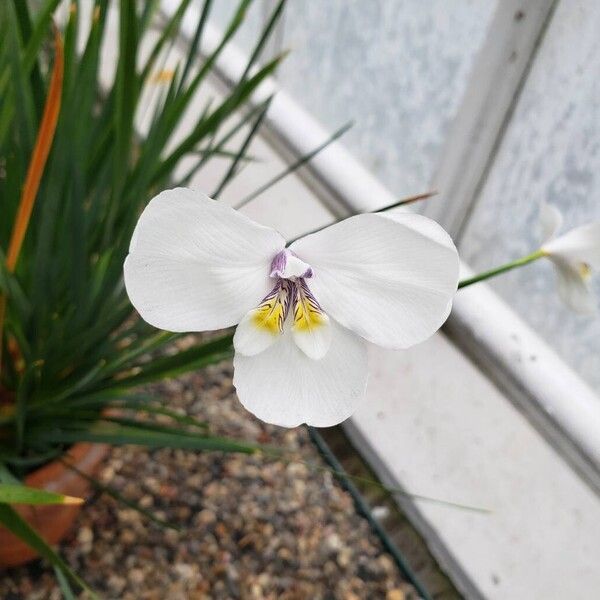 White Iris (Diplarrena Moraea) Care Guide: Water, Soil & Propagation ...