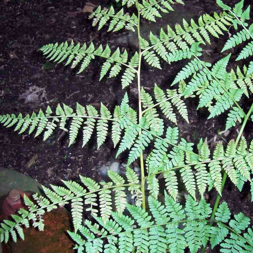 Lama (Diospyros Sandwicensis) Plant Care & How to Grow, Water