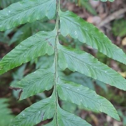 Crested Twin-Sorus Fern (Diplazium Cristatum) Care Guide: Water, Soil ...