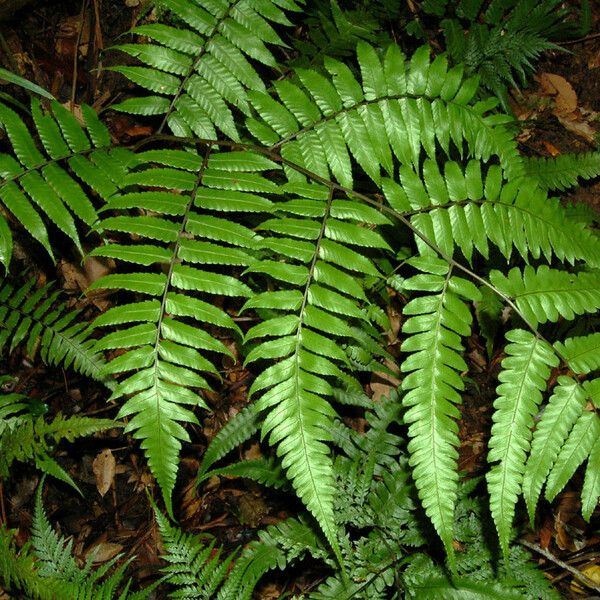 Widened Twin-Sorus Fern (Diplazium Dilatatum) Plant Care & How to Grow ...