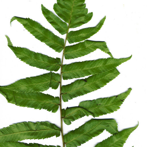 Vegetable Fern (Diplazium Esculentum) Plant Care & How to Grow, Water