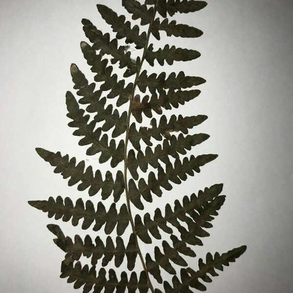 Diplazium Macrophyllum Care Guide: Water, Soil & Propagation - Plantiary