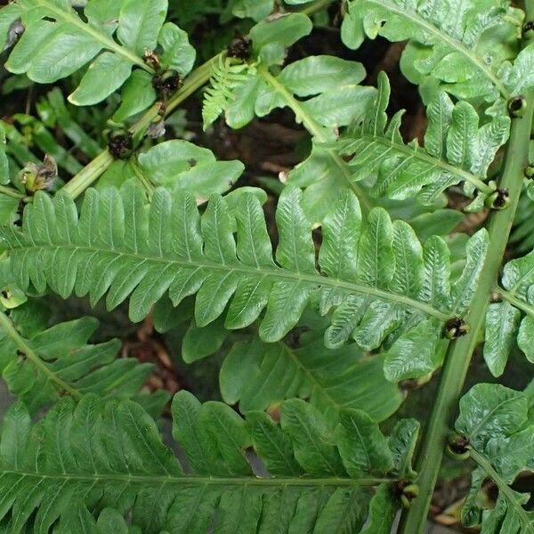 Diplazium Proliferum Plant Care & How to Grow, Water