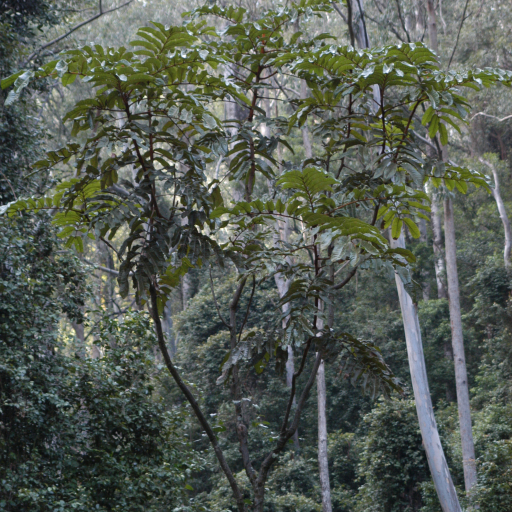 Australian Tamarind (Diploglottis Cunninghamii) Care Guide: Water, Soil ...