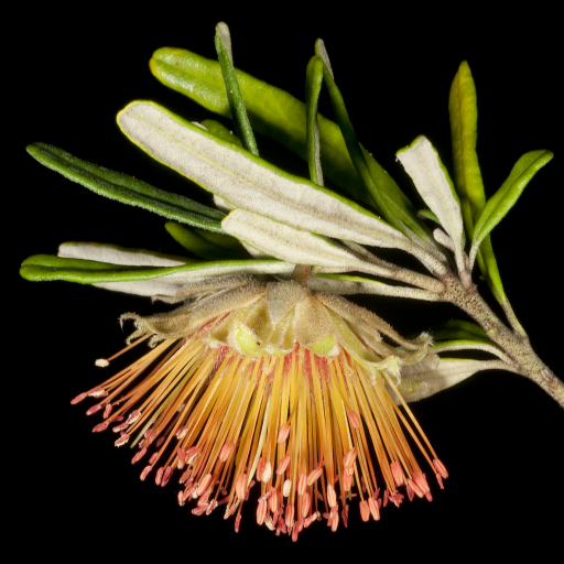 Diplolaena Angustifolia Care Guide: Water, Soil & Propagation - Plantiary