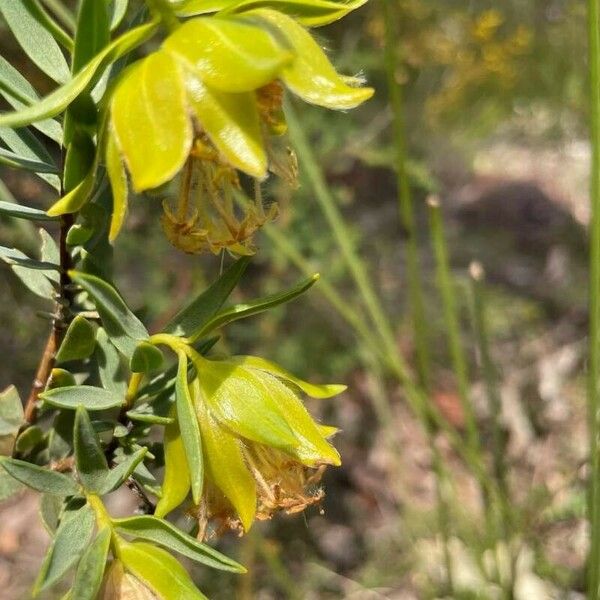 Diplolaena Drummondii Care Guide: Water, Soil & Propagation - Plantiary