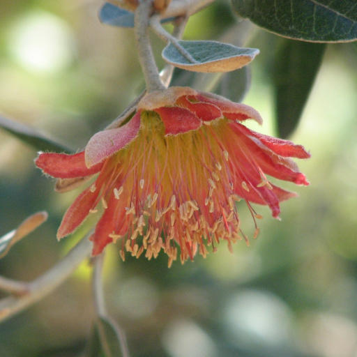 Diplolaena Grandiflora Plant Care & How to Grow, Water