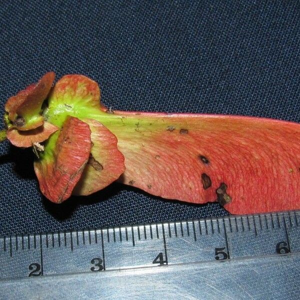 Diplopterys Platyptera Plant Care & How to Grow, Water