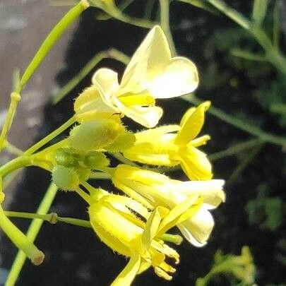 Diplotaxis Hirta Plant Care & How to Grow, Water