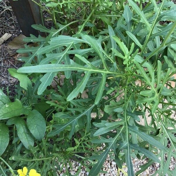 Diplotaxis Ibicensis Plant Care & How to Grow, Water