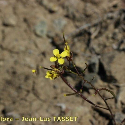 Diplotaxis Ilorcitana Plant Care & How to Grow, Water