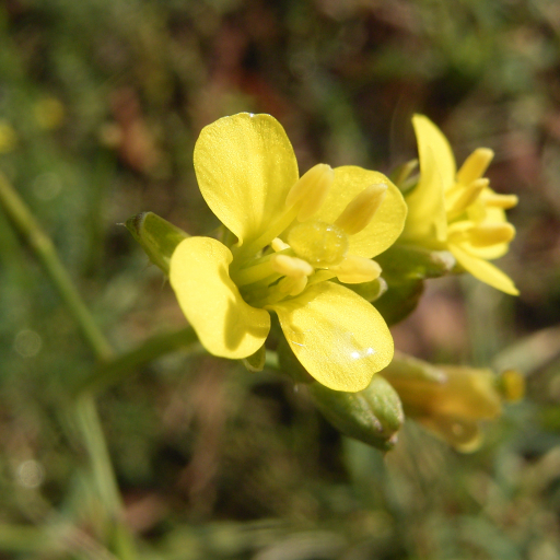 Annual Wallrocket (Diplotaxis Muralis) Plant Care & How to Grow, Water