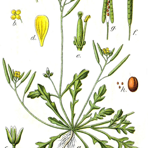 Vineyard Wall Rocket (Diplotaxis Viminea) Plant Care & How to Grow, Water