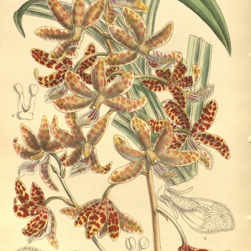 Dipodium Pictum Care Guide: Water, Soil & Propagation - Plantiary