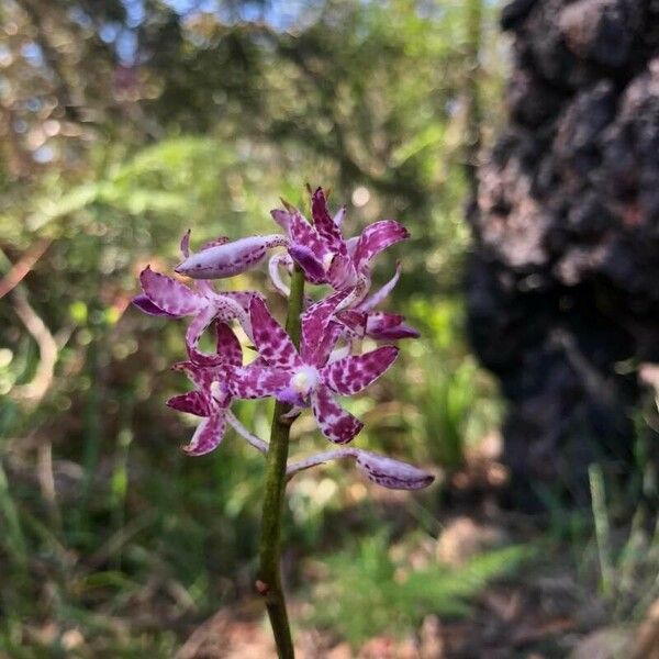 Savin Juniper (Juniperus Sabina) Plant Care & How to Grow, Water