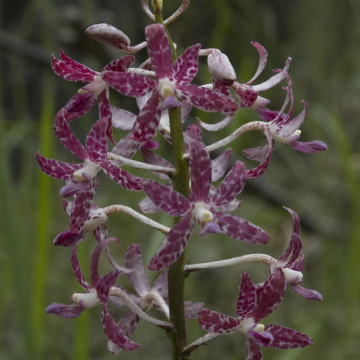 Spotted Hyacinth Orchid (Dipodium Variegatum) Plant Care & How to Grow ...