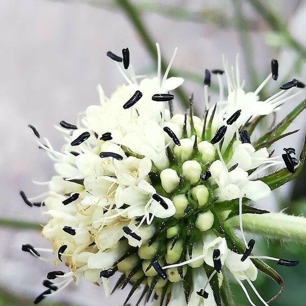 Sichuan Teasel (Dipsacus Asper) Care Guide: Water, Soil & Propagation ...