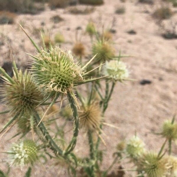 Sardinian Teasel (Dipsacus Ferox) Plant Care & How to Grow, Water