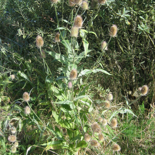 Common Teasel (Dipsacus Fullonum) Plant Care & How to Grow, Water
