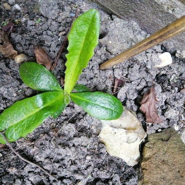 Fuller's Teasel (Dipsacus Sativus) Plant Care & How to Grow, Water