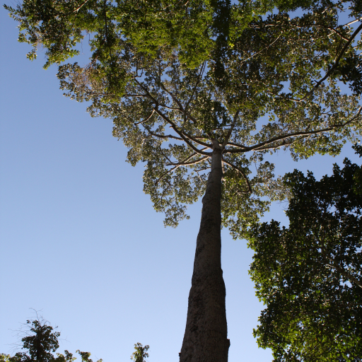 Hairy-Leaf Apitong (Dipterocarpus Alatus) Care Guide: Water, Soil ...