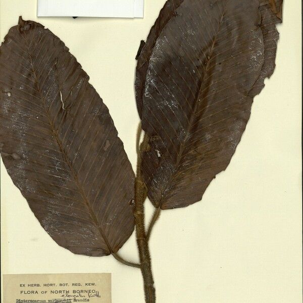 Dipterocarpus Elongatus Plant Care & How to Grow, Water