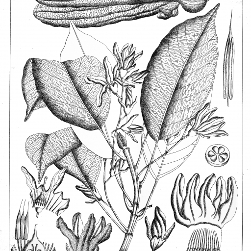 New Guinea Rosewood (Dipterocarpus Indicus) Plant Care & How to Grow, Water