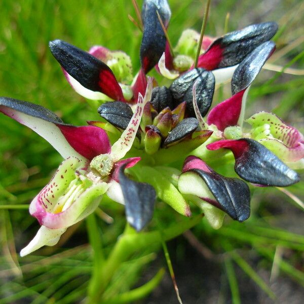 Metallic Disa (Disa Atricapilla) Plant Care & How to Grow, Water