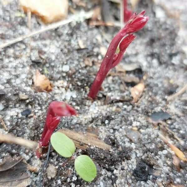 Blood Monadisa (Disa Atrorubens) Plant Care & How to Grow, Water