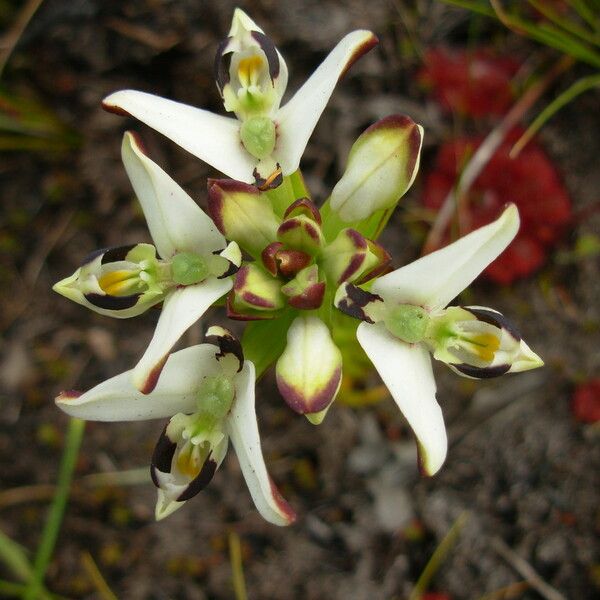 Disa Bivalvata Plant Care & How to Grow, Water