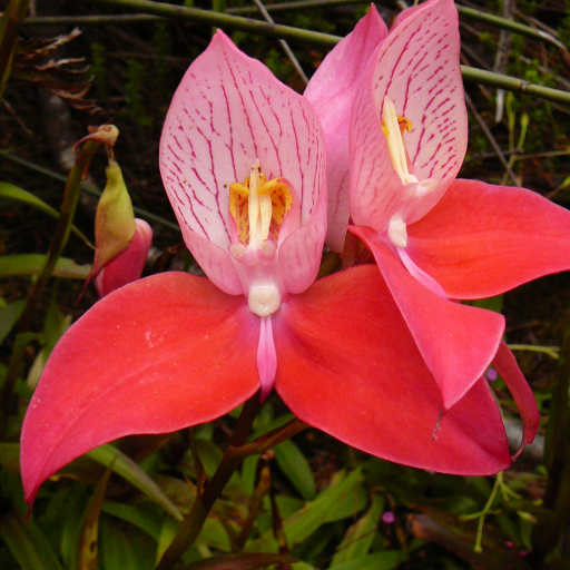 Red Disa (Disa Uniflora) Plant Care & How to Grow, Water