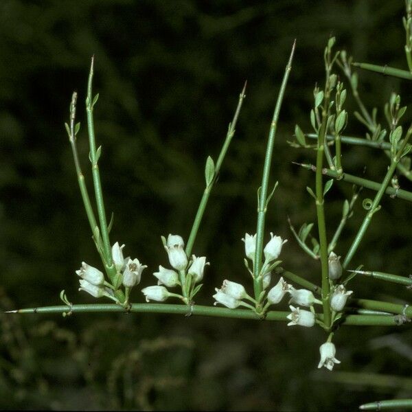 Discaria Articulata Plant Care & How to Grow, Water
