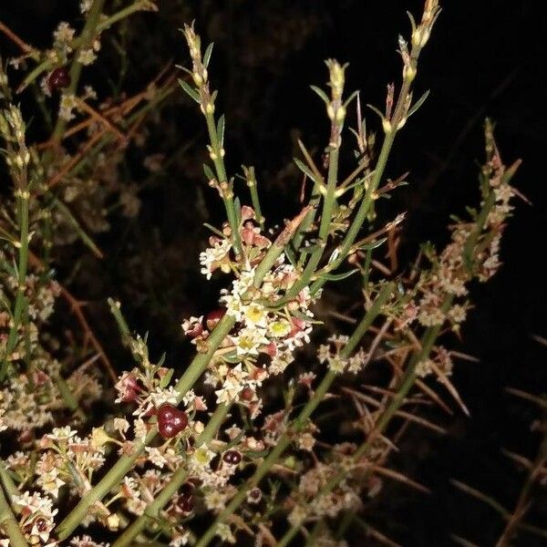 Australian Anchor (Discaria Pubescens) Plant Care & How to Grow, Water