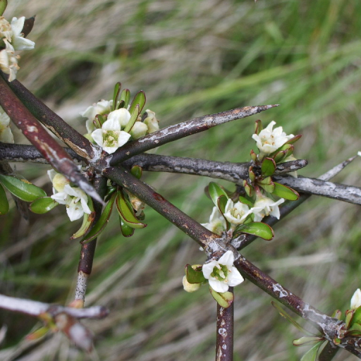Matagouri (Discaria Toumatou) Plant Care & How to Grow, Water