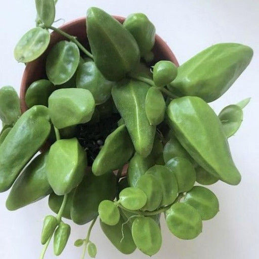 Dischidia Major Plant Care & How to Grow, Water