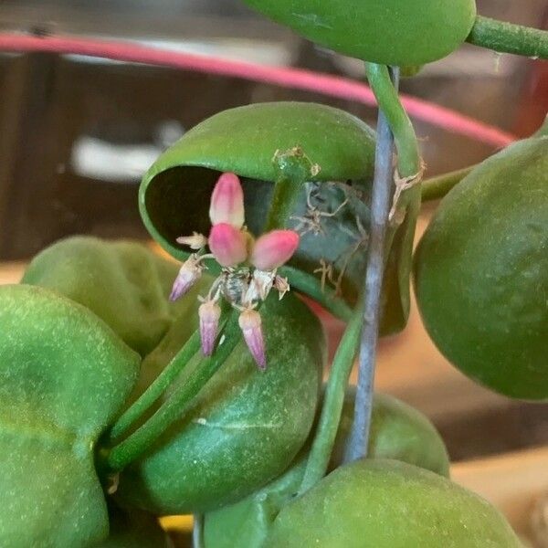 Dischidia (Dischidia Platyphylla) Plant Care & How to Grow, Water