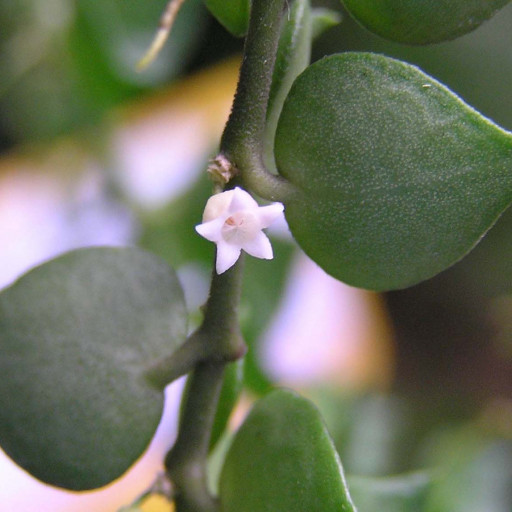 Million Hearts (Dischidia Ruscifolia) Plant Care & How to Grow, Water