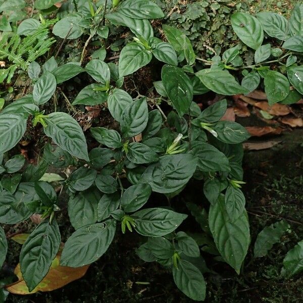 Dischistocalyx Minimus Care Guide: Water, Soil & Propagation - Plantiary
