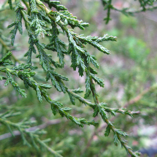 Cheshunt Pine (Diselma Archeri) Plant Care & How to Grow, Water