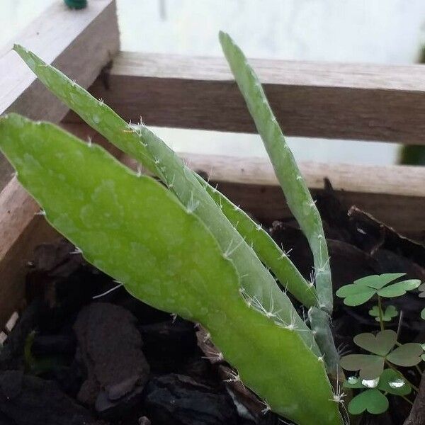 Disocactus Nelsonii Plant Care & How to Grow, Water