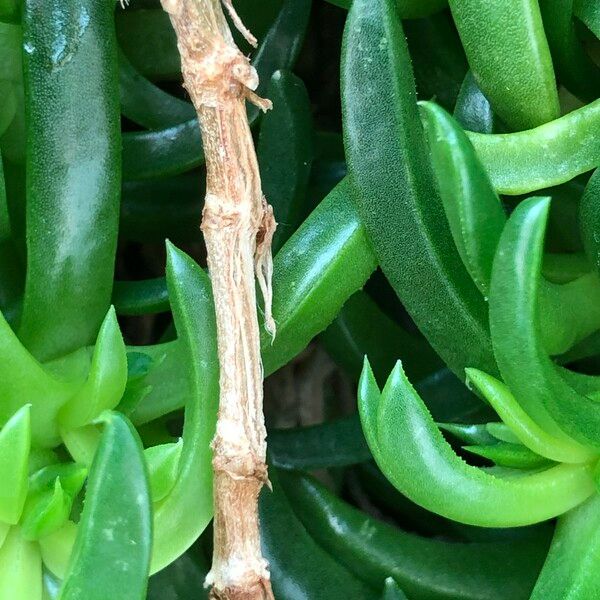 Disphyllum Cv. 'Sunburn' Plant Care & How to Grow, Water