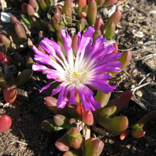 Purple Dew- (Disphyma Crassifolium) Plant Care & How to Grow, Water